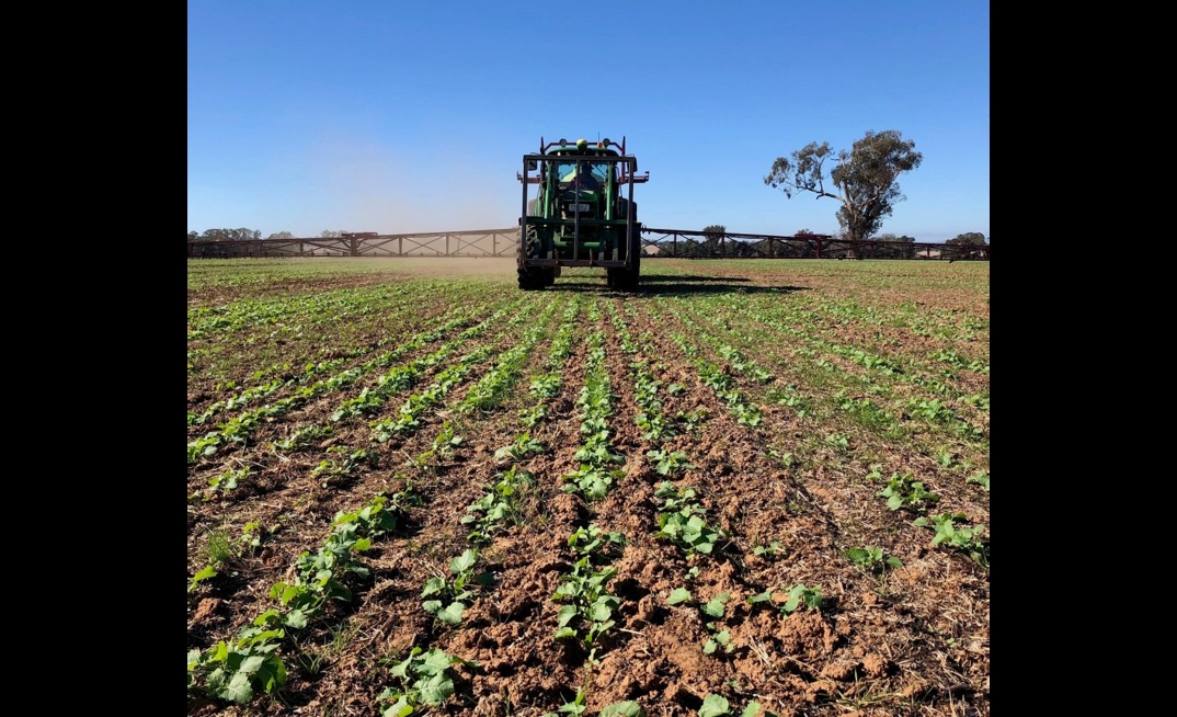 BASF announces LibertyLink canola combination