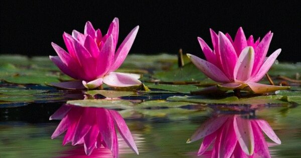 Understand the dimensions of a flower in specialized 3D models