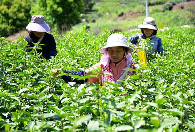 GLOBALink | Taiping Houkui green tea: mellow taste from E China