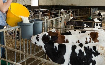 What you need to know about rumen drinking in calves | Farm News ...
