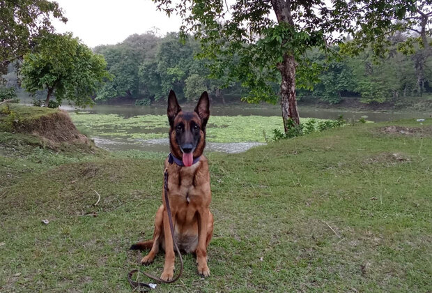 K9 sniffer dog Jubi of Kaziranga National Park passes away after 7 ...