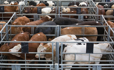 Scottish prime cattle numbers show short-term resilience | Farm News ...