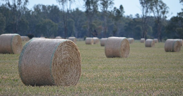 Fodder industry launches new online hay resource