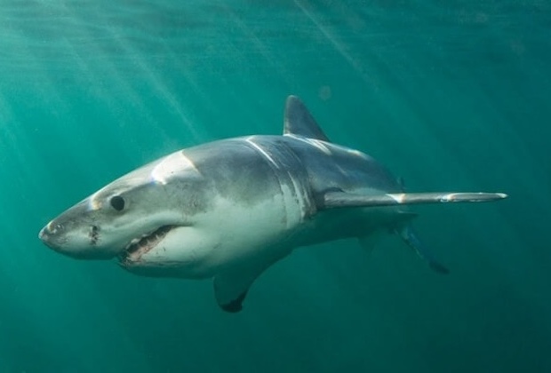 Weekend shark death in Sydney, first in three years