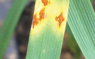 Why is wheat stem rust disease on the increase? | Farm News | Farmers ...