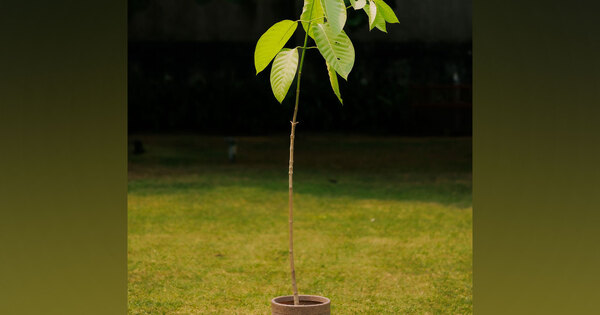UK: King Charles sends Kadamb tree as present to PM Modi on birthday