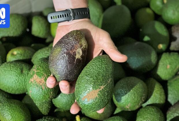 Manjimup engineer turns previously wasted avocados into liquid gold