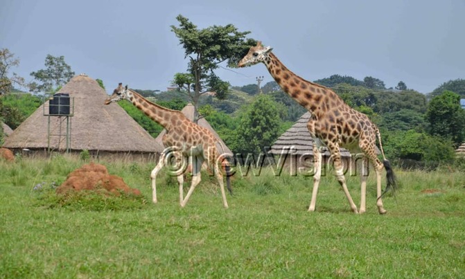 Entebbe Zoo Reopens Gates For Tourists