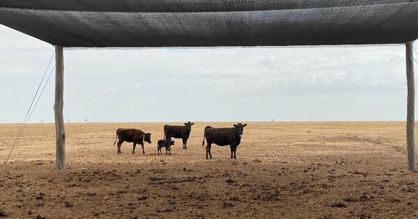 Shade improves calf survival in extensive breeding systems