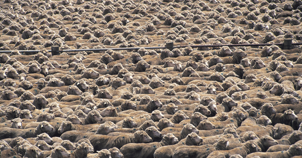 Cattle company snaps up Australia's largest sheep station
