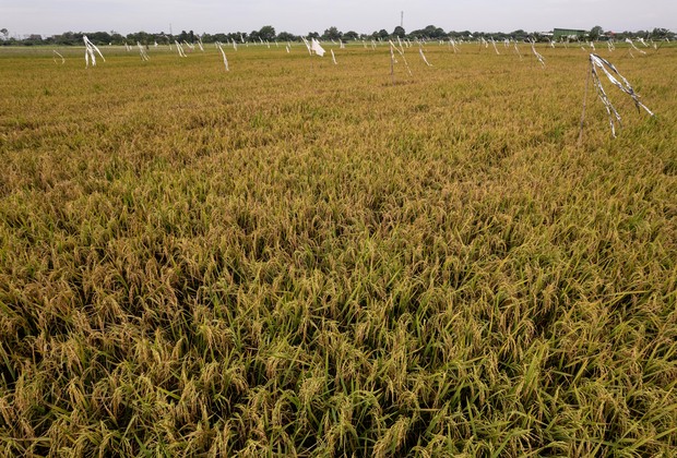 INDONESIA-WEST JAVA-RICE FIELDS-PRODUCTION