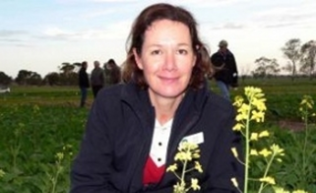 Best canola varieties for 2015