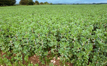 Pulses to stay in many rotations in 2023 | Farm News | Farmers Guardian