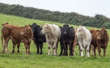 Valuable role of ruminants | Farm News | Farmers Guardian
