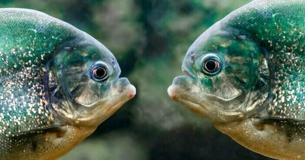 How two identical animals can have completely different genomes - new ...