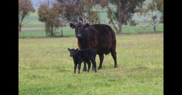 Minimising calf wastage