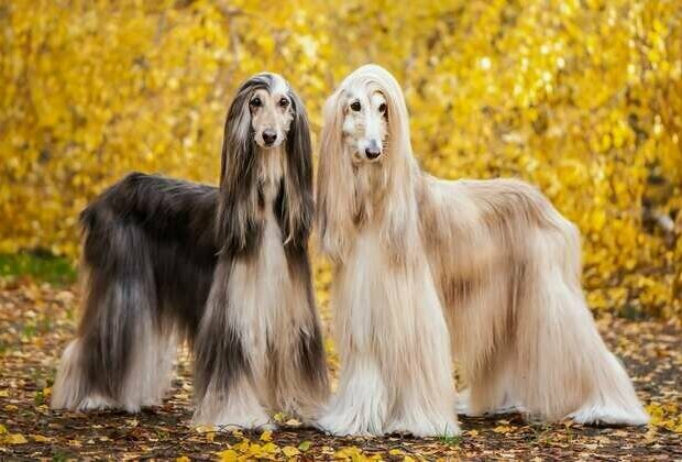 Why do dogs have different coats? Experts explain - and give grooming ...