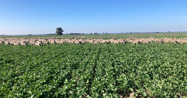 Grazing of standing crops examined in Nuffield project