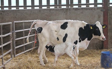 Emergency first aid for cattle | Farm News | Farmers Guardian