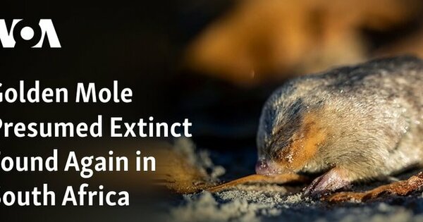 Golden Mole Presumed Extinct Found Again in South Africa