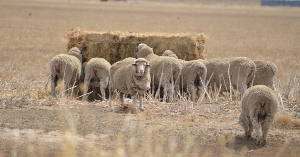 Historic price disparity emerges between mutton and lamb
