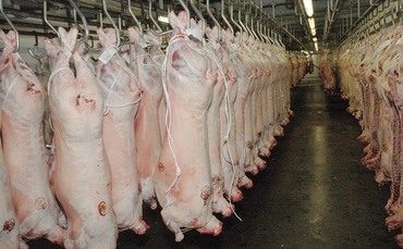 VIA machines to boost confidence in grading | Farm News | Farmers Guardian