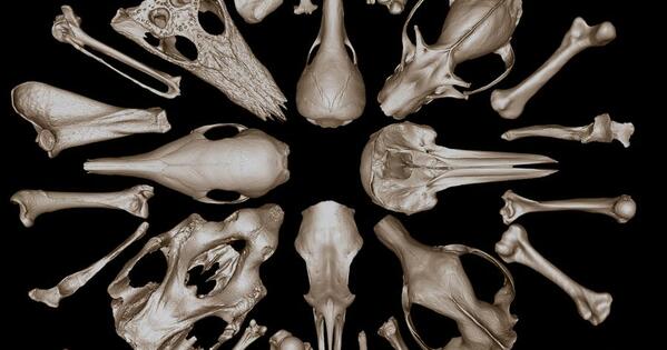 Australia launches world-first 3D animal bone database