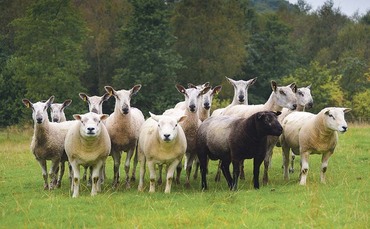 SHEEP SPECIAL: Economic gains of ram fertility testing | Farm News ...