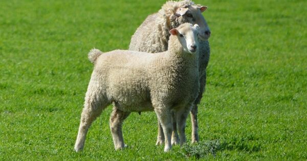 What's driving lamb price surges?