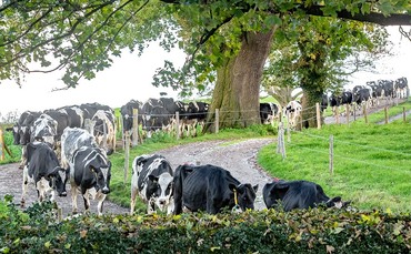 Genetics may have a greater influence on lameness in cattle | Farm News ...