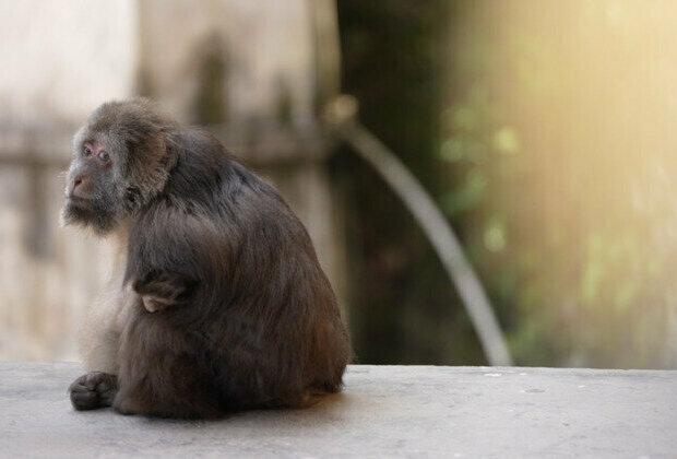 One-armed monkey Xing Xing and her guardians