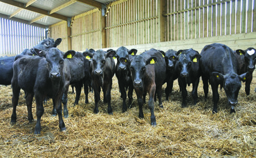 Cogent is new partner in Gamechanger beef supply chain | Farm News ...