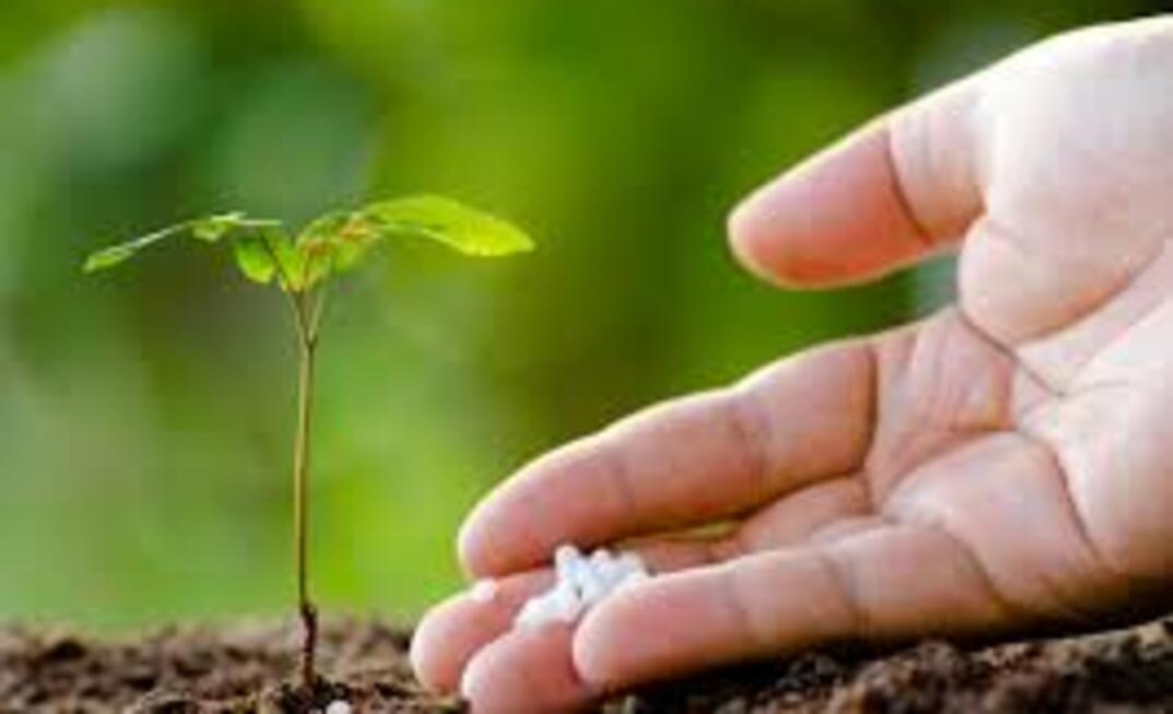 Mine waste a phytomining treasure