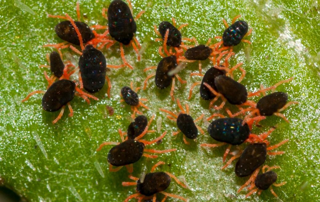 Project investigates insecticide resistance for redlegged earth mite