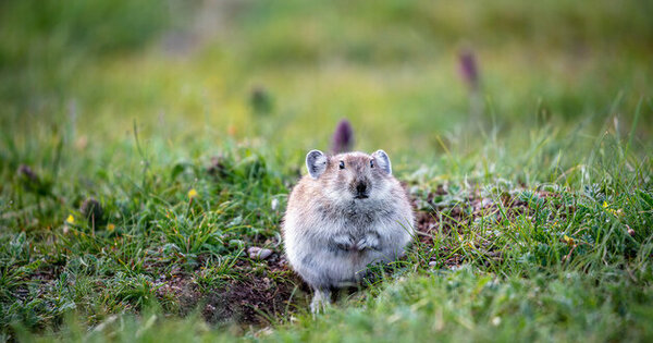 Study reveals the microbial adaptation mechanism of plateau animals