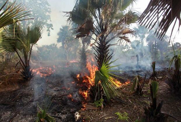 Wildfire burning irreplaceable rainforest on Oahu, Hawaii