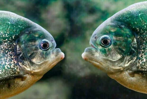 How two identical animals can have completely different genomes - new ...