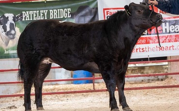 Show potential cattle sell to 4,800 at Pateley Bridge | Farm News ...