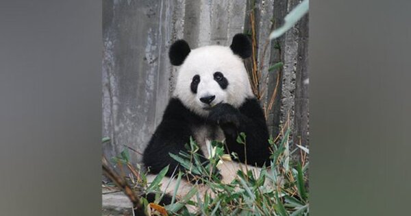 New panda fossils discovered, possibly last of its kind in Europe