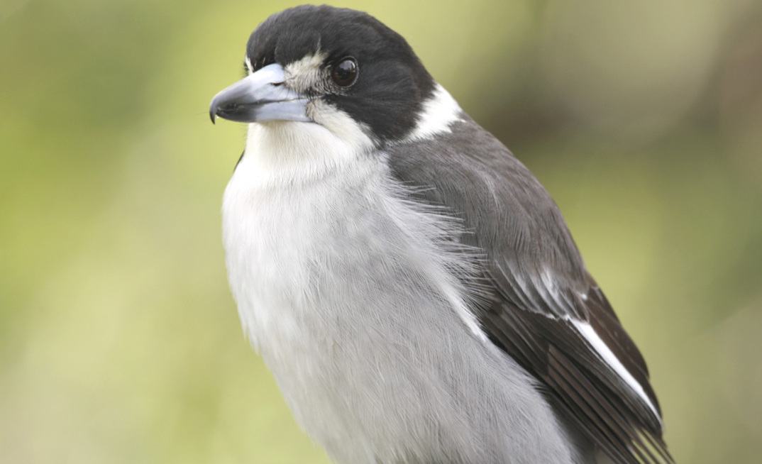 Element 25 singing Butcherbird song