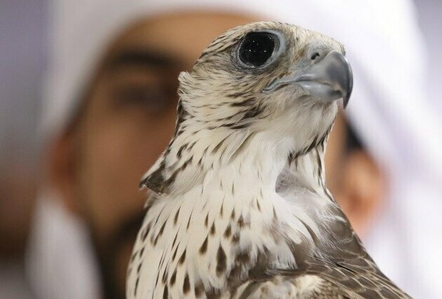 Preparations underway for Abu Dhabi International Hunting and ...