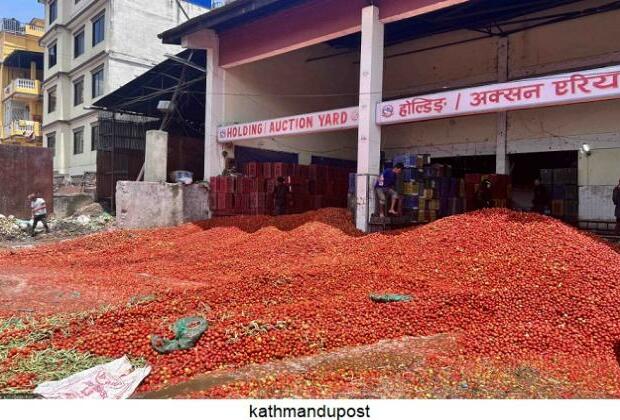 Red Rebellion: Farmers dump 90 tons of tomatoes, demanding ban on ...