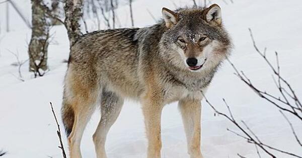 Award offered for information on killing of 3 gray wolves in Oregon